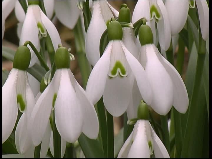 Cuáles son las flores de invierno - Erenovable.com