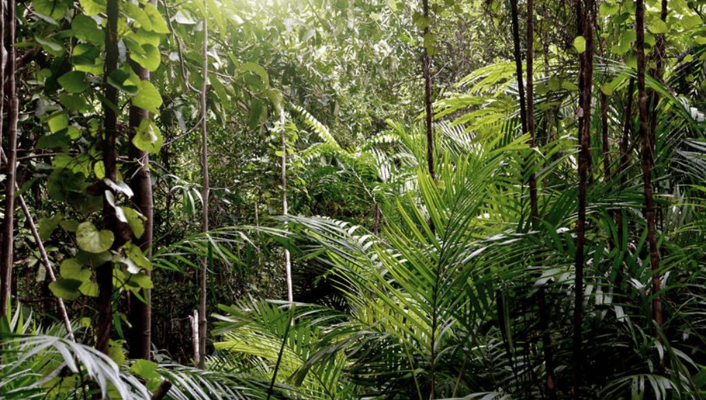 Qué son los ecosistemas - Erenovable.com