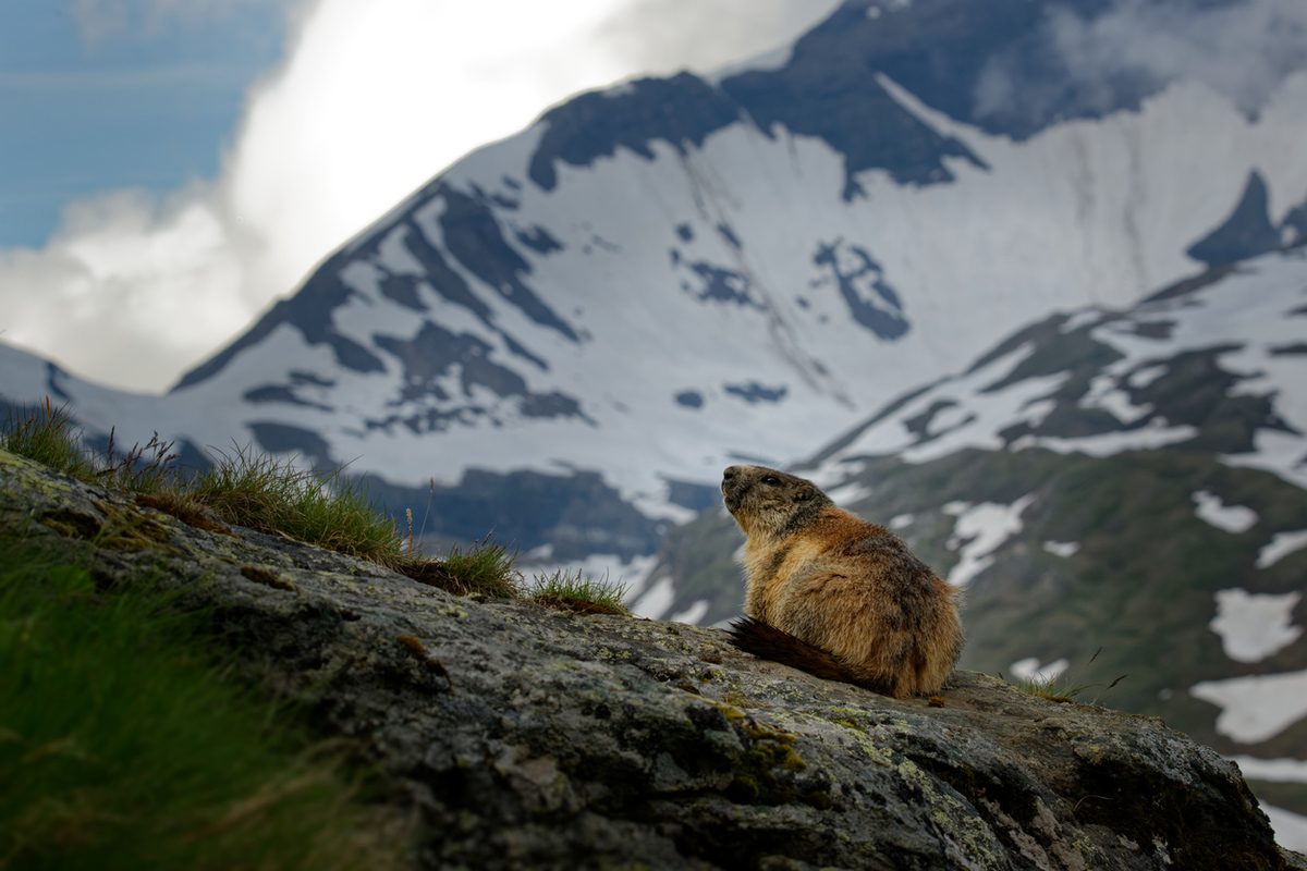 Qué es el día de la marmota o Groundhog Day ¿Cómo se celebra ...
