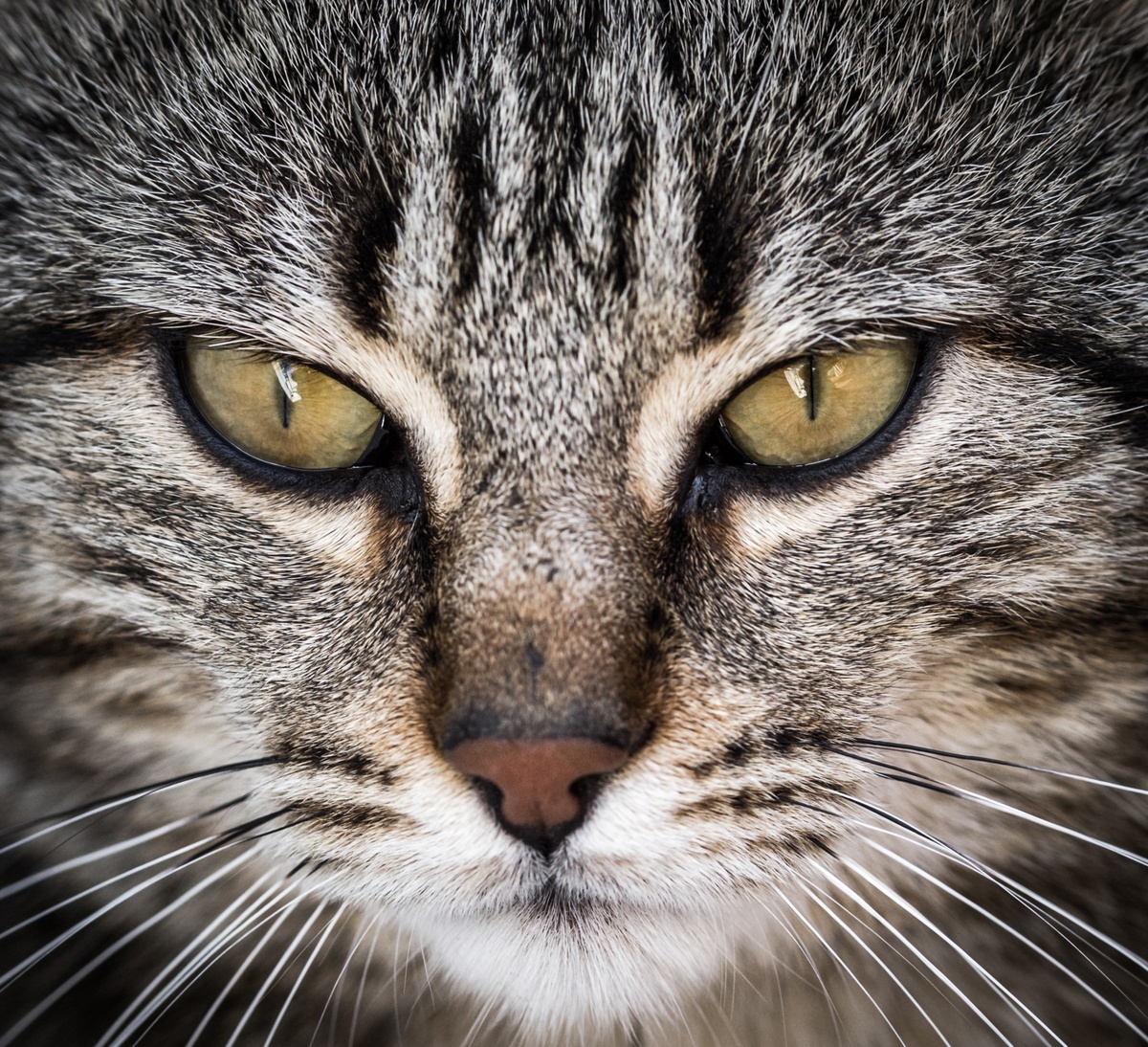 Día Internacional del Gato: cuándo es, porque se celebra y cuáles son ...